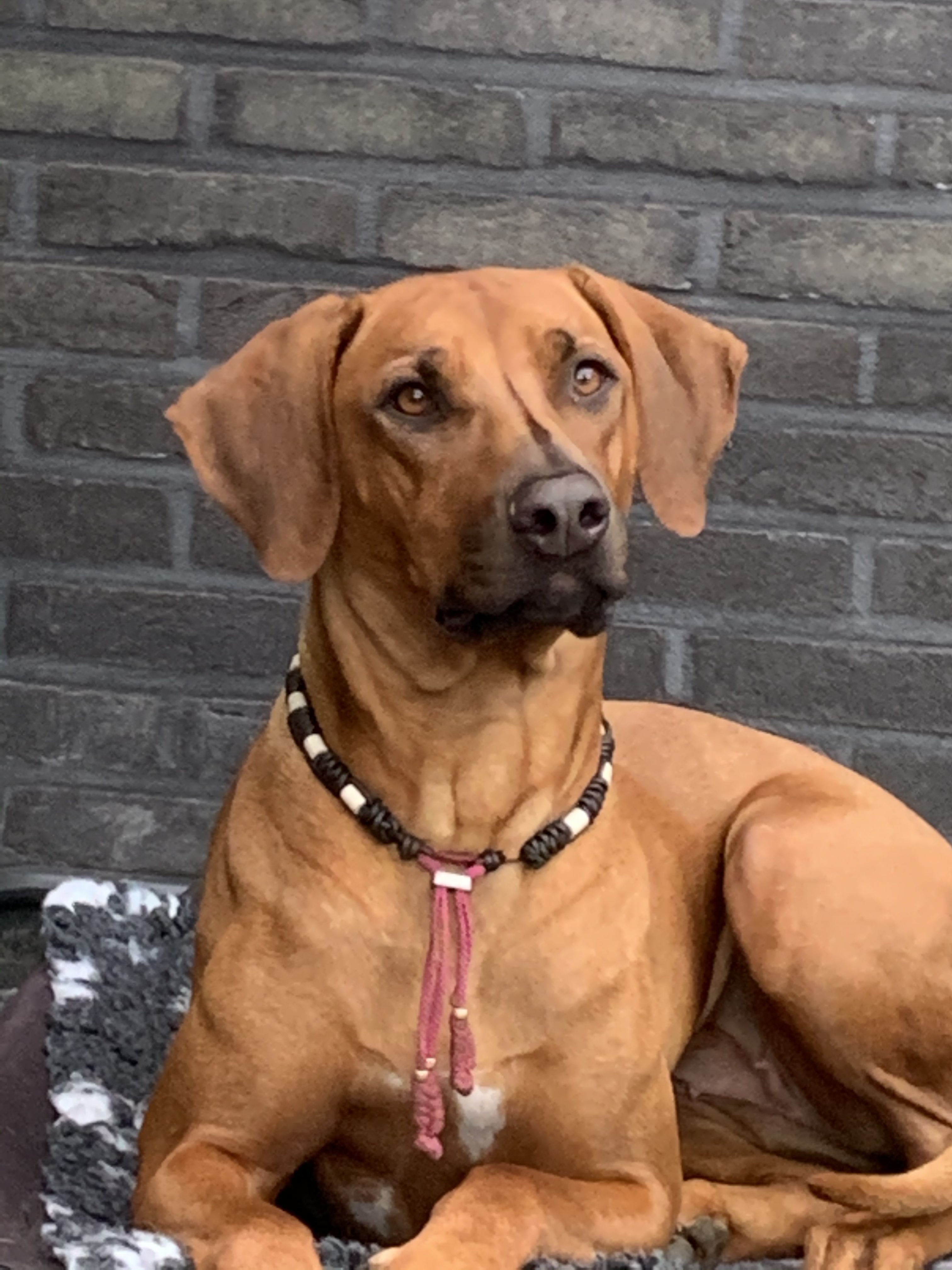 Onze honden – Gescala Rhodesian ridgebacks