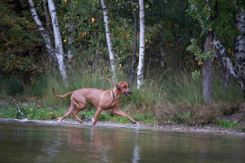 Onze honden – Gescala Rhodesian ridgebacks