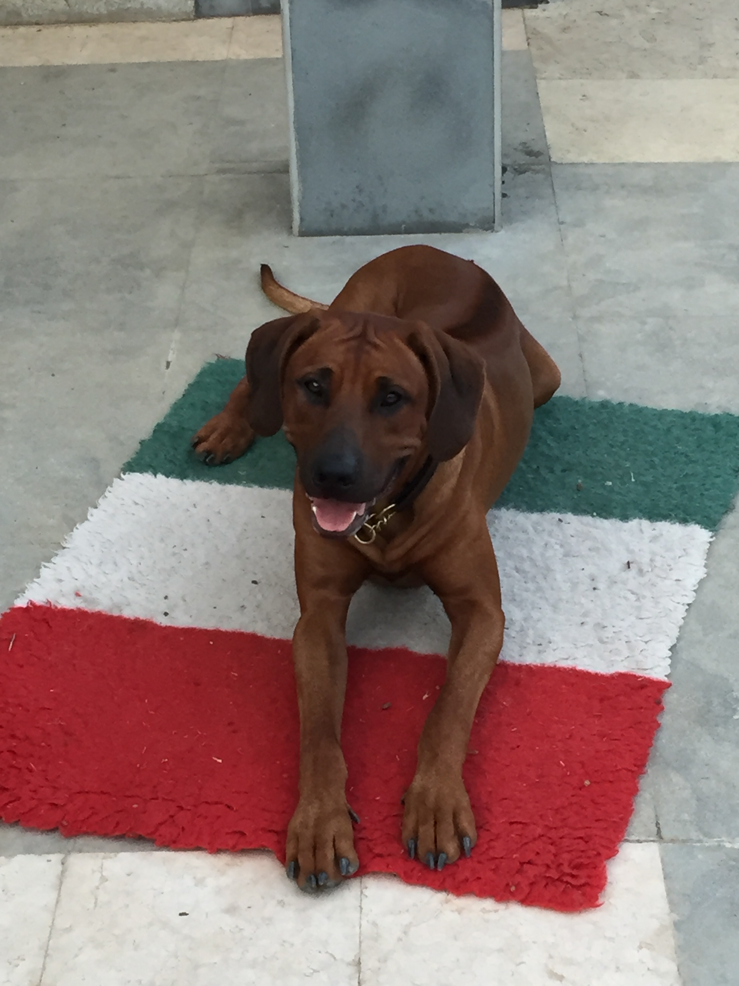 Onze honden – Gescala Rhodesian ridgebacks