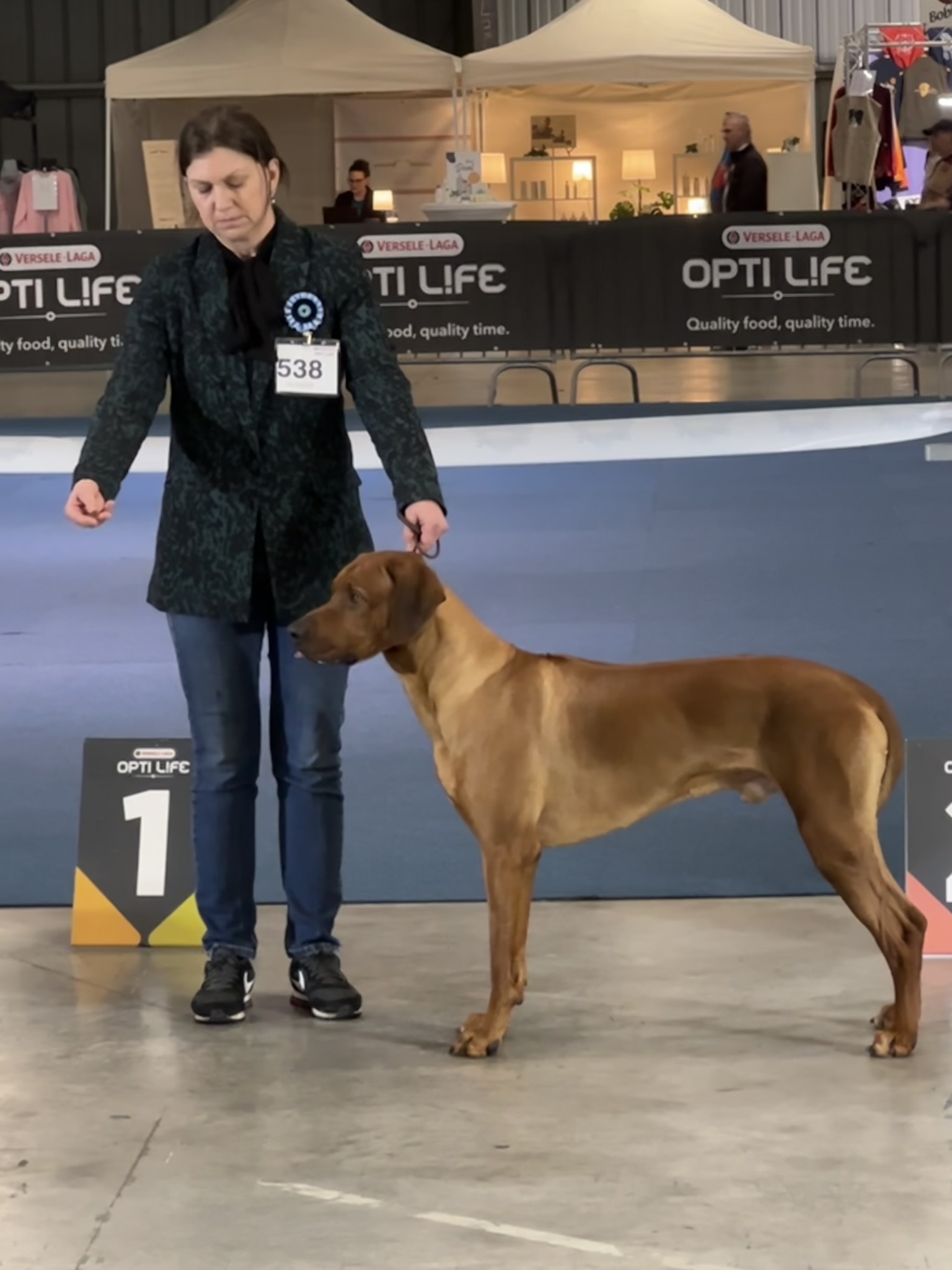 Gescala Unchained Django – Gescala Rhodesian ridgebacks