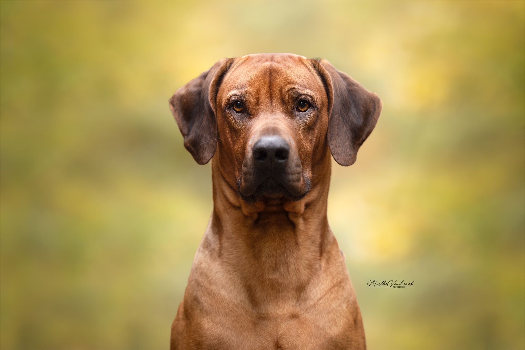 Gescala Unchained Django – Gescala Rhodesian ridgebacks